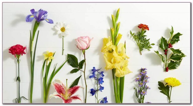 Each Month Birth Flower: What's My Birth Flower? - Share Gift Ideas to ...