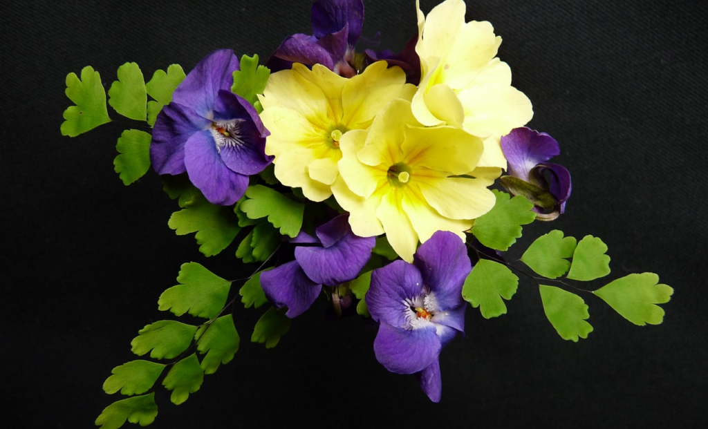February Birth Flowers: Violets and Primroses - Share Gift Ideas to ...